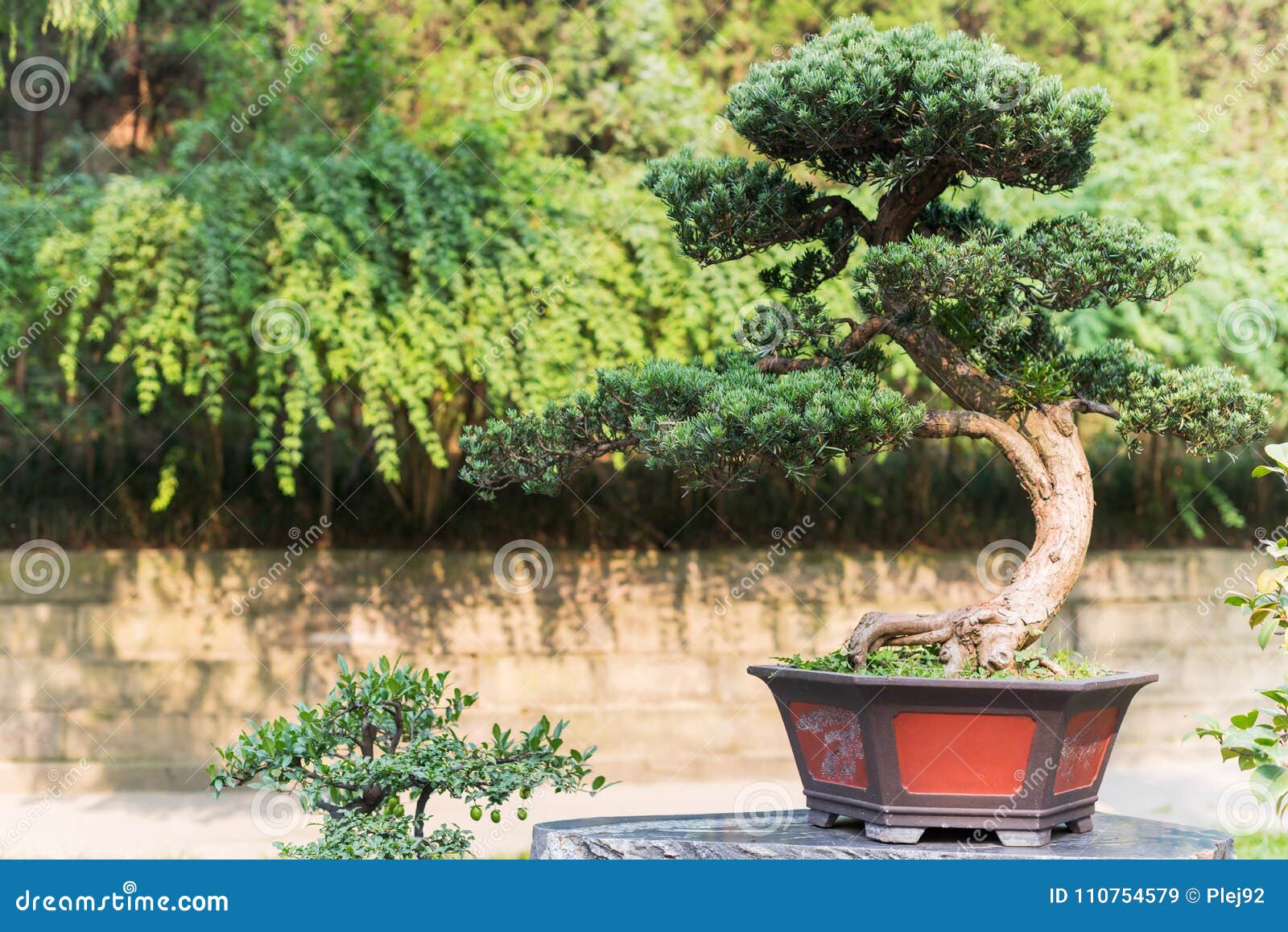 Bonsai Tree in a Pot on a Rock Stock Image - Image of bonsai, green ...