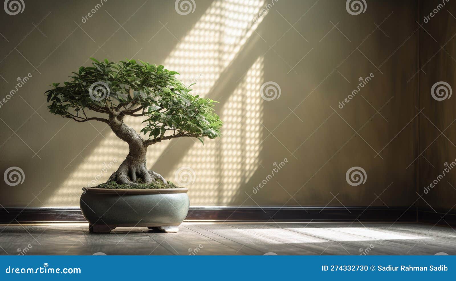 Bonsai Tree in Pot on the Wooden Floor with Light and Shadow. Stock ...