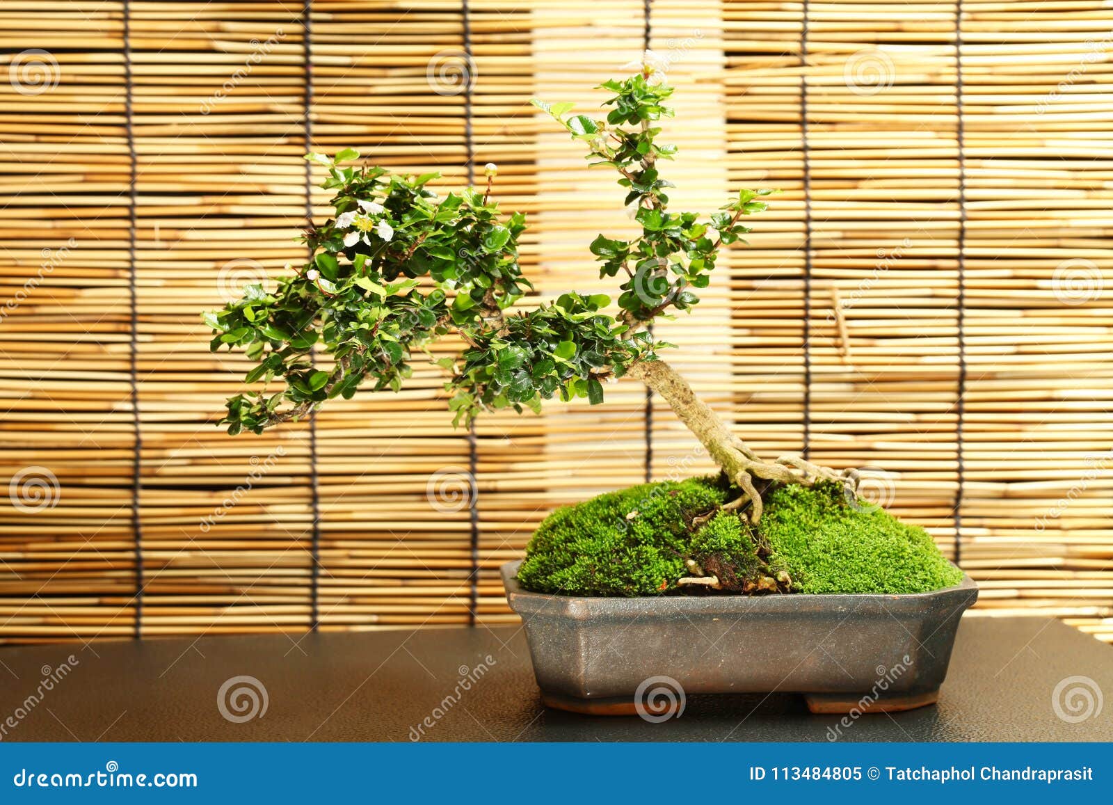Bonsai tree scene. stock image. Image of gardening, green - 113484805