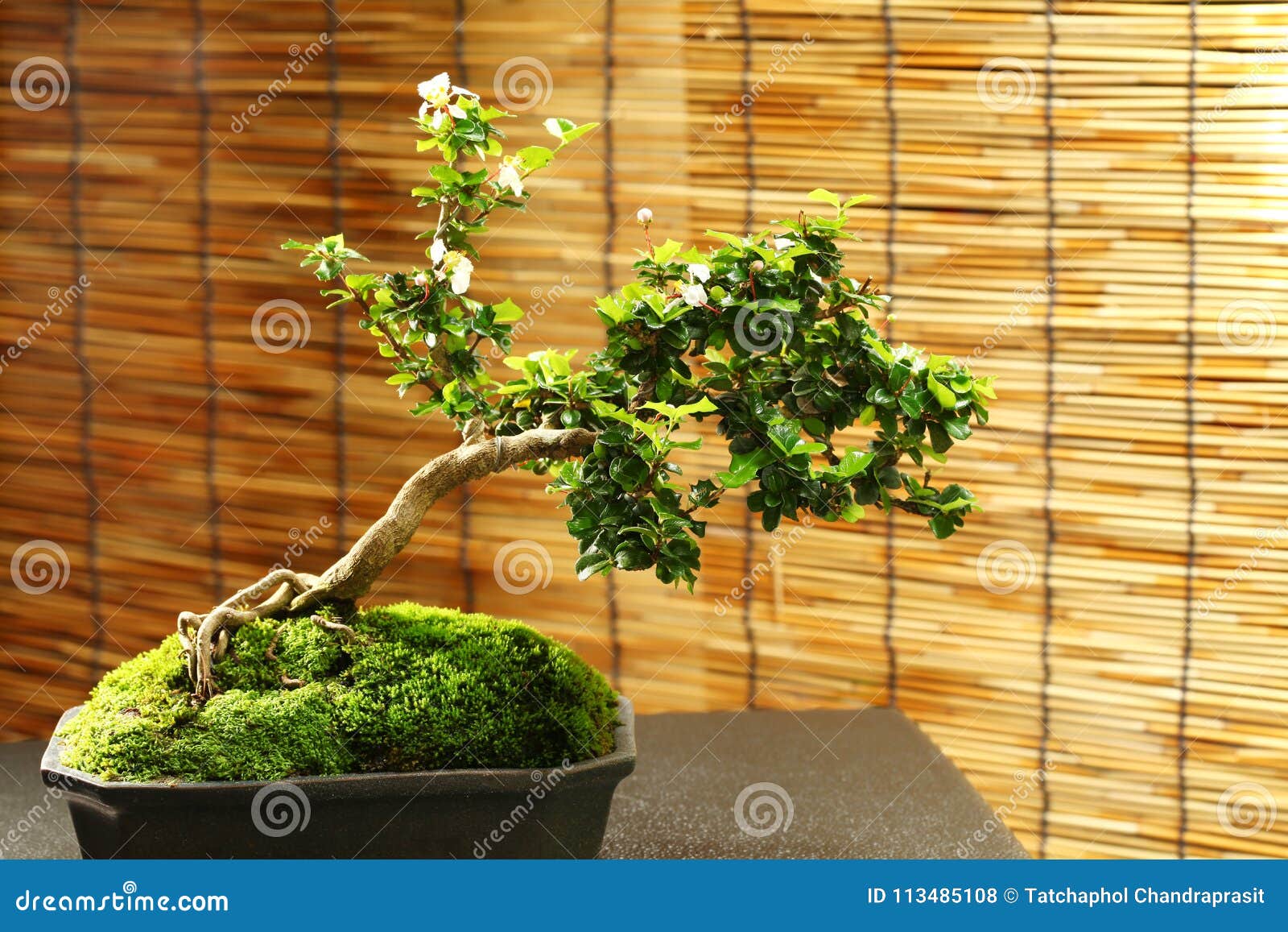 Bonsai tree scene. stock photo. Image of moss, dark - 113485108