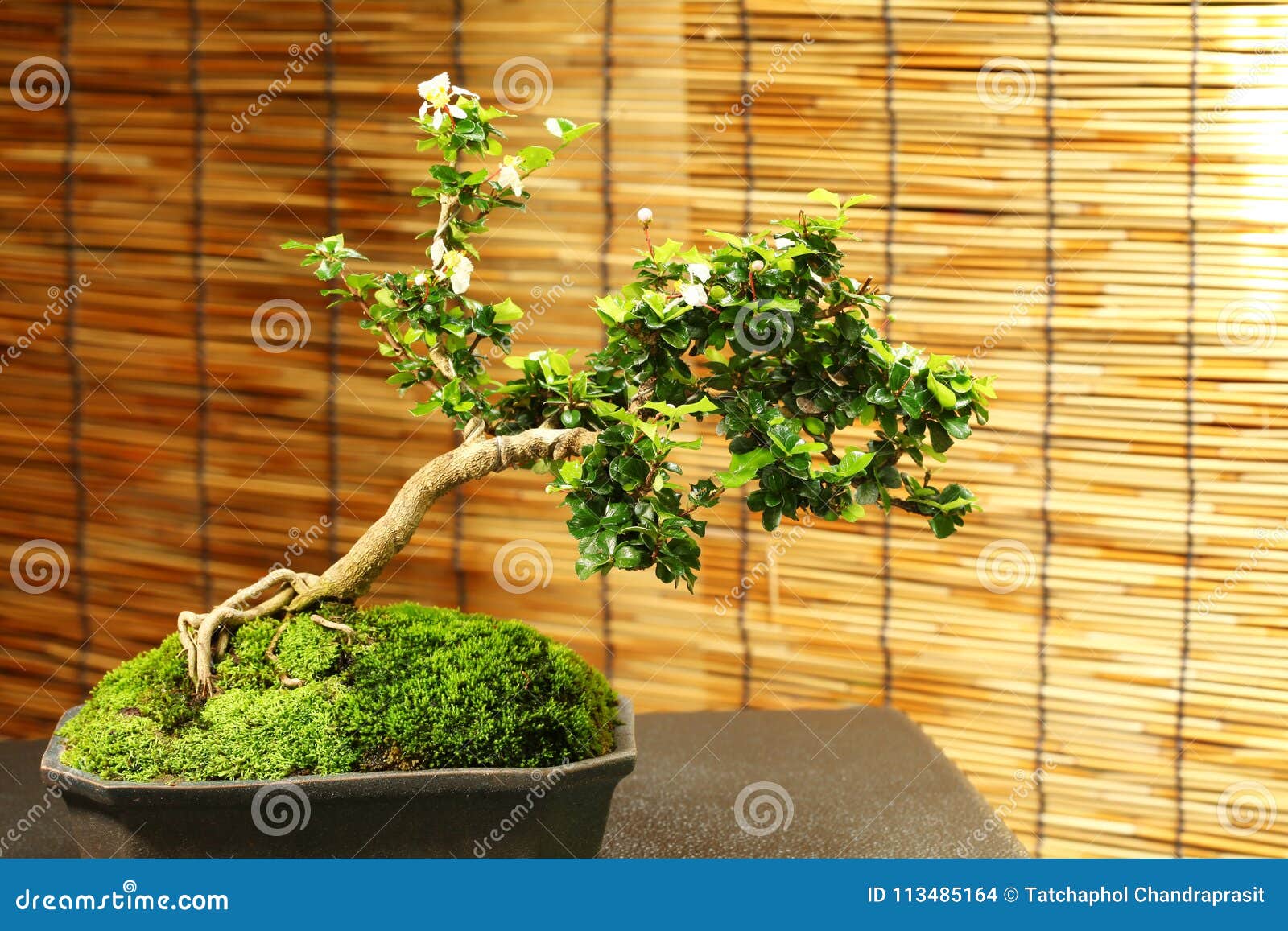 Bonsai tree scene. stock photo. Image of grow, hobby - 113485164