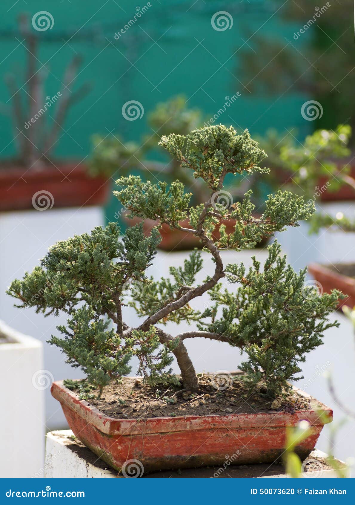Bonsai Tree stock photo. Image of cultivated, small, tree - 50073620