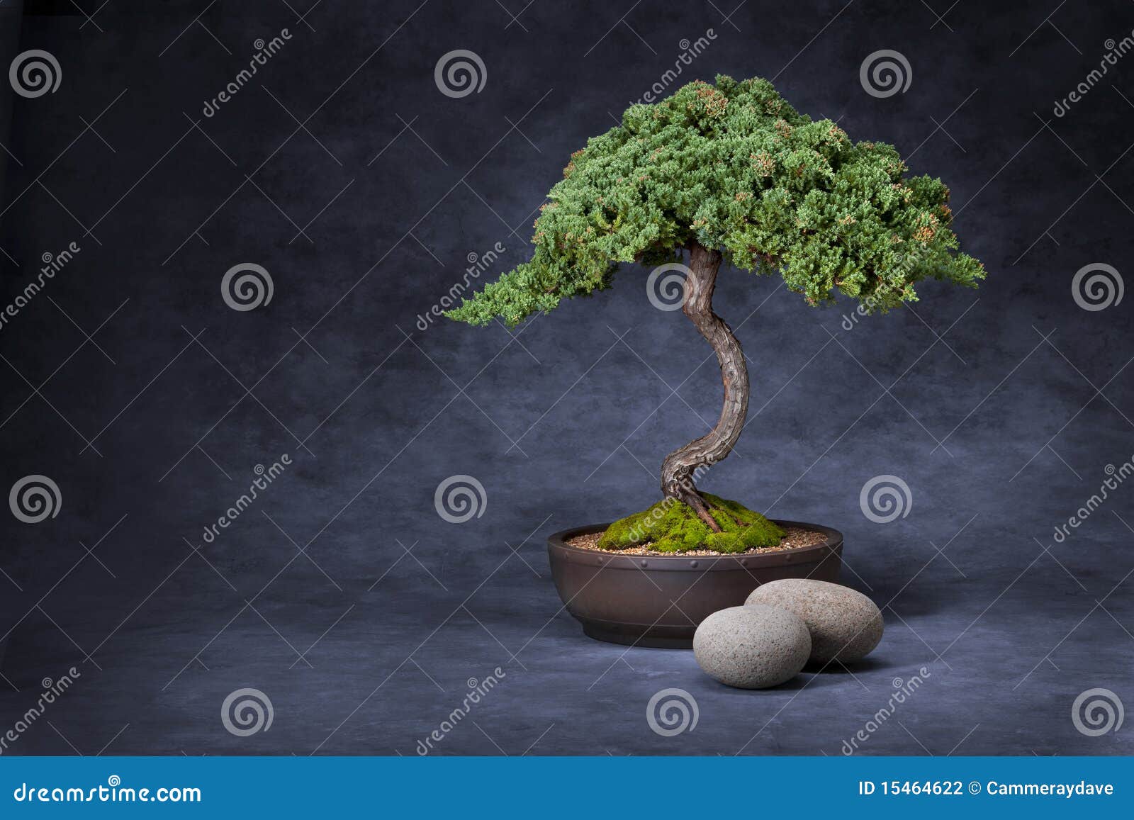 Bonsai Tree and Stones Background Stock Photo - Image of living, indoor ...