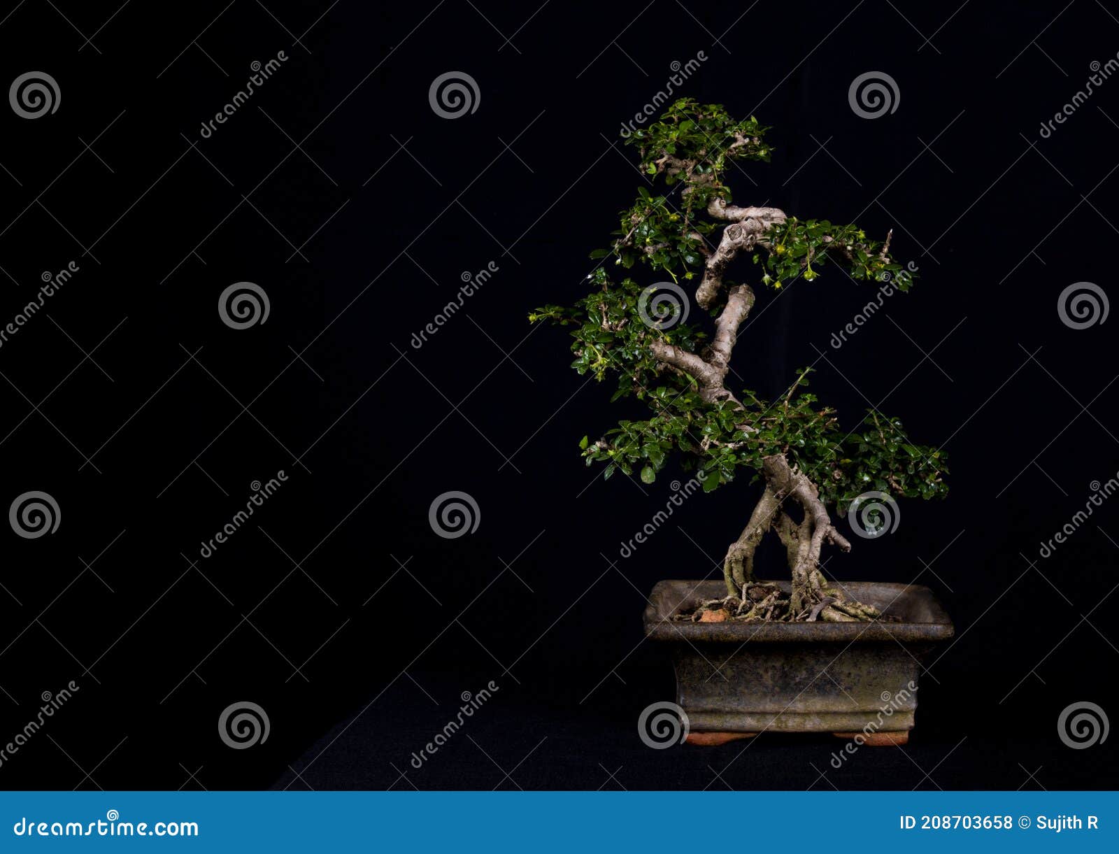 Bonsai tree on a table stock photo. Image of beautiful - 208703658