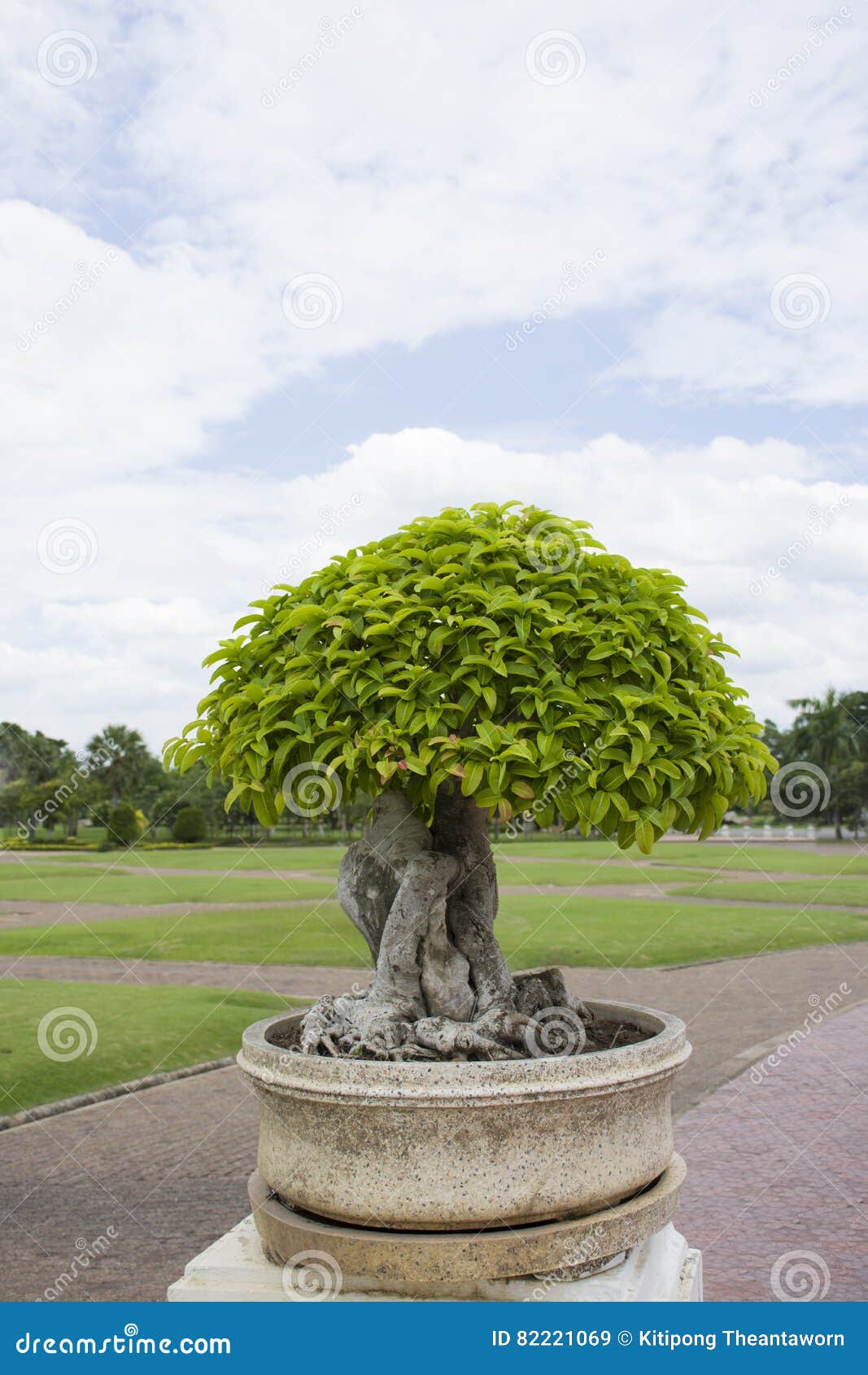Bonsai tree stock image. Image of bonsai, interior, design - 82221069