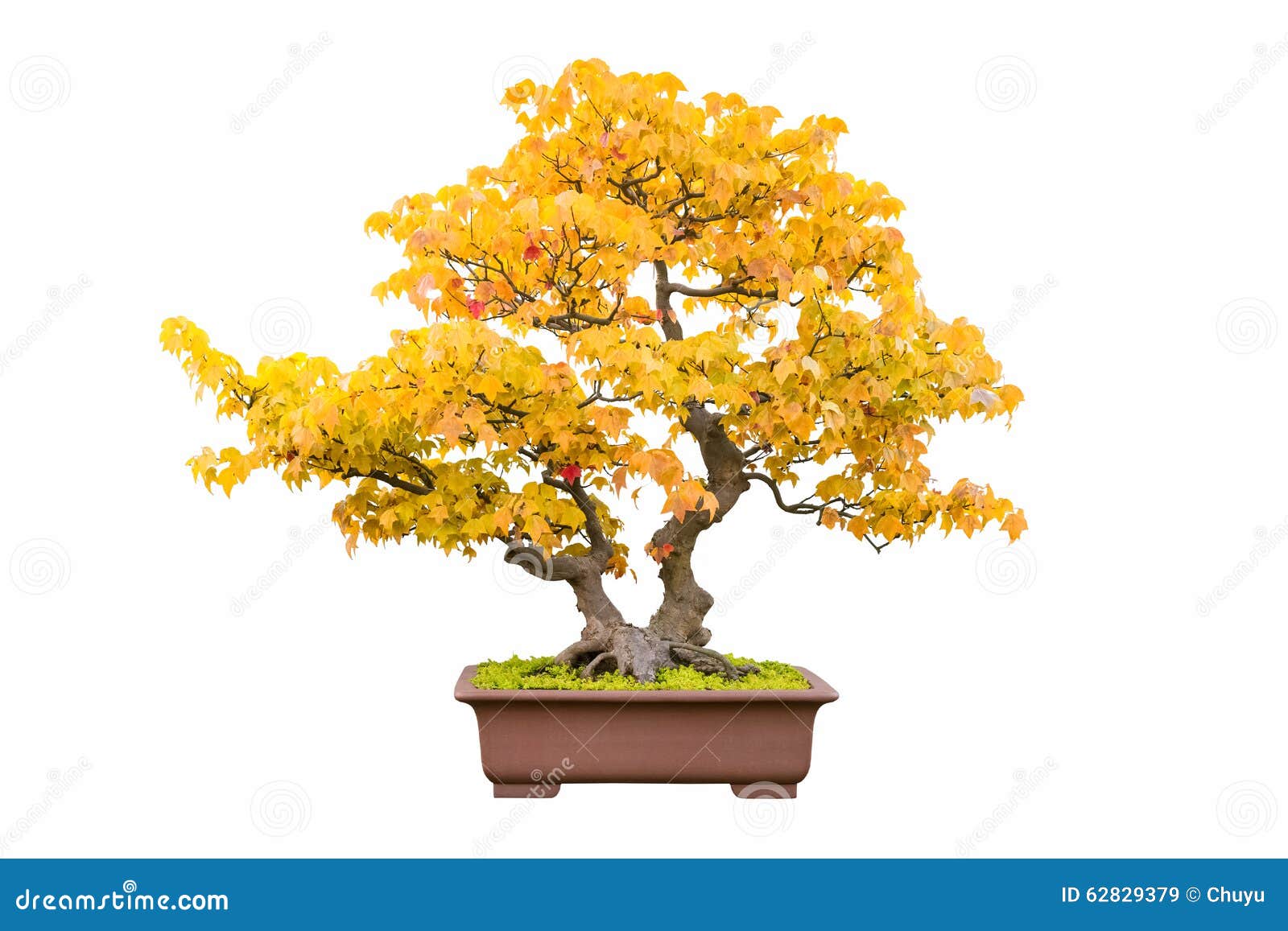 Trident Bat Or Trident Leaf-nosed Bat - Asellia Tridens Species Of Bat ...