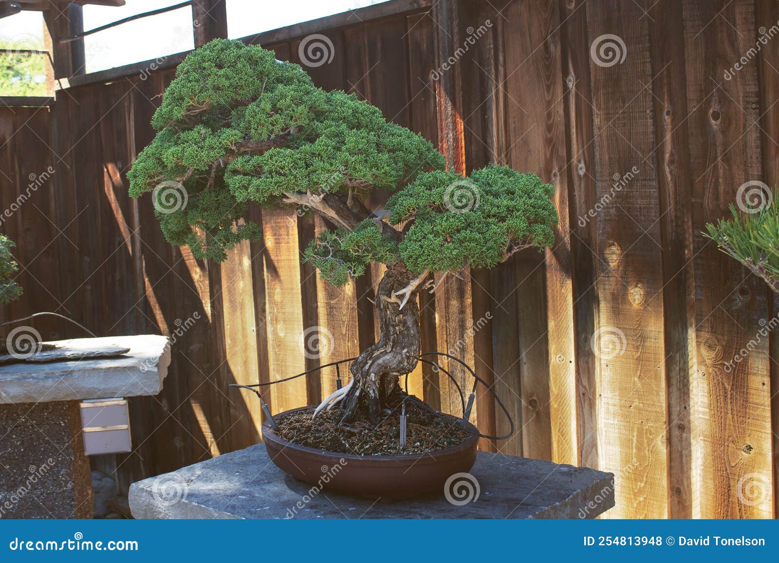 Bonsai tree stock photo. Image of bonsai, shape, small - 254813948