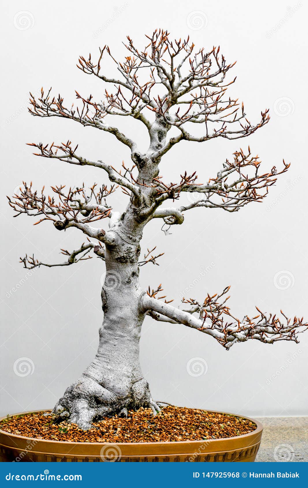 Bonsai Tree White Beech Trunk Stock Photo - Image of bonsai, background ...