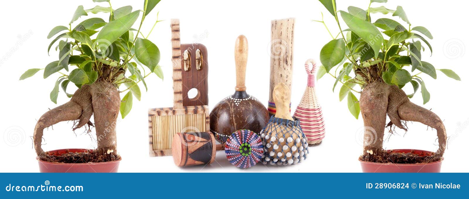 Bonsai Trees and African Musical Instruments Stock Photo - Image of ...