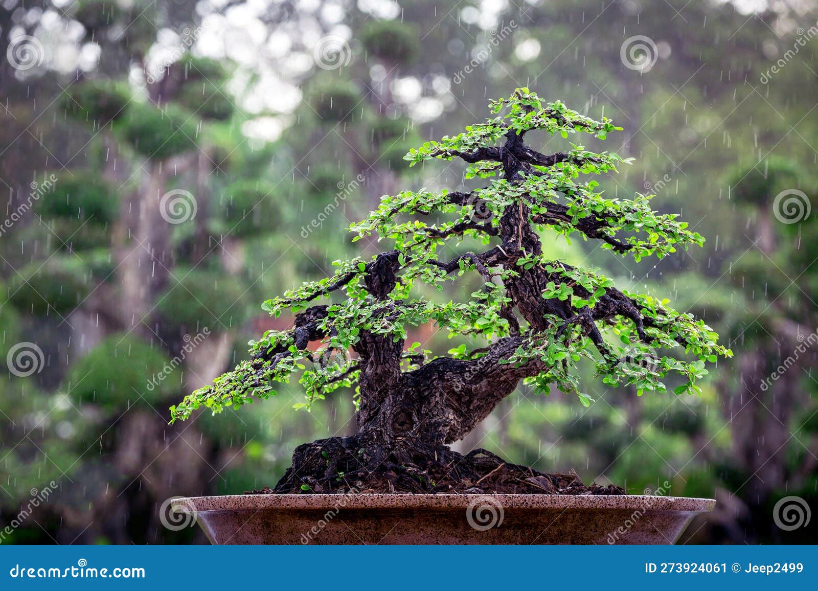 Bonsai trees in pot. stock image. Image of flowers, plant - 273924061