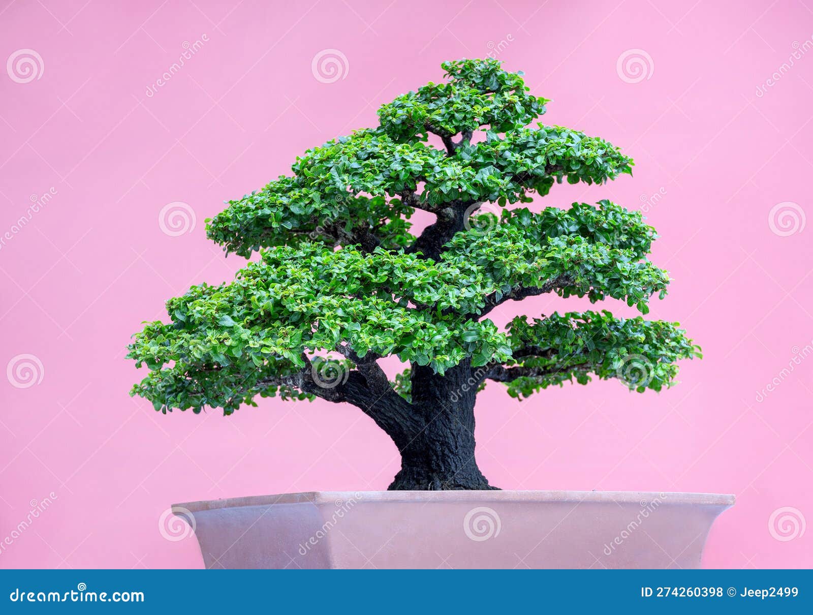Bonsai trees in pots. stock photo. Image of branch, trees - 274260398