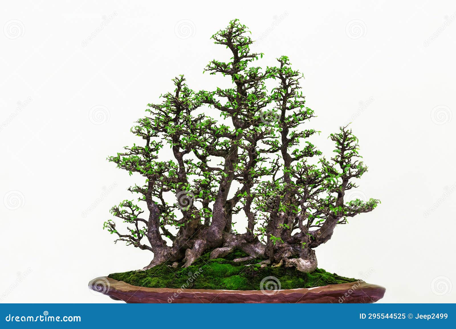 Bonsai trees in pots. stock image. Image of wood, trees - 295544525