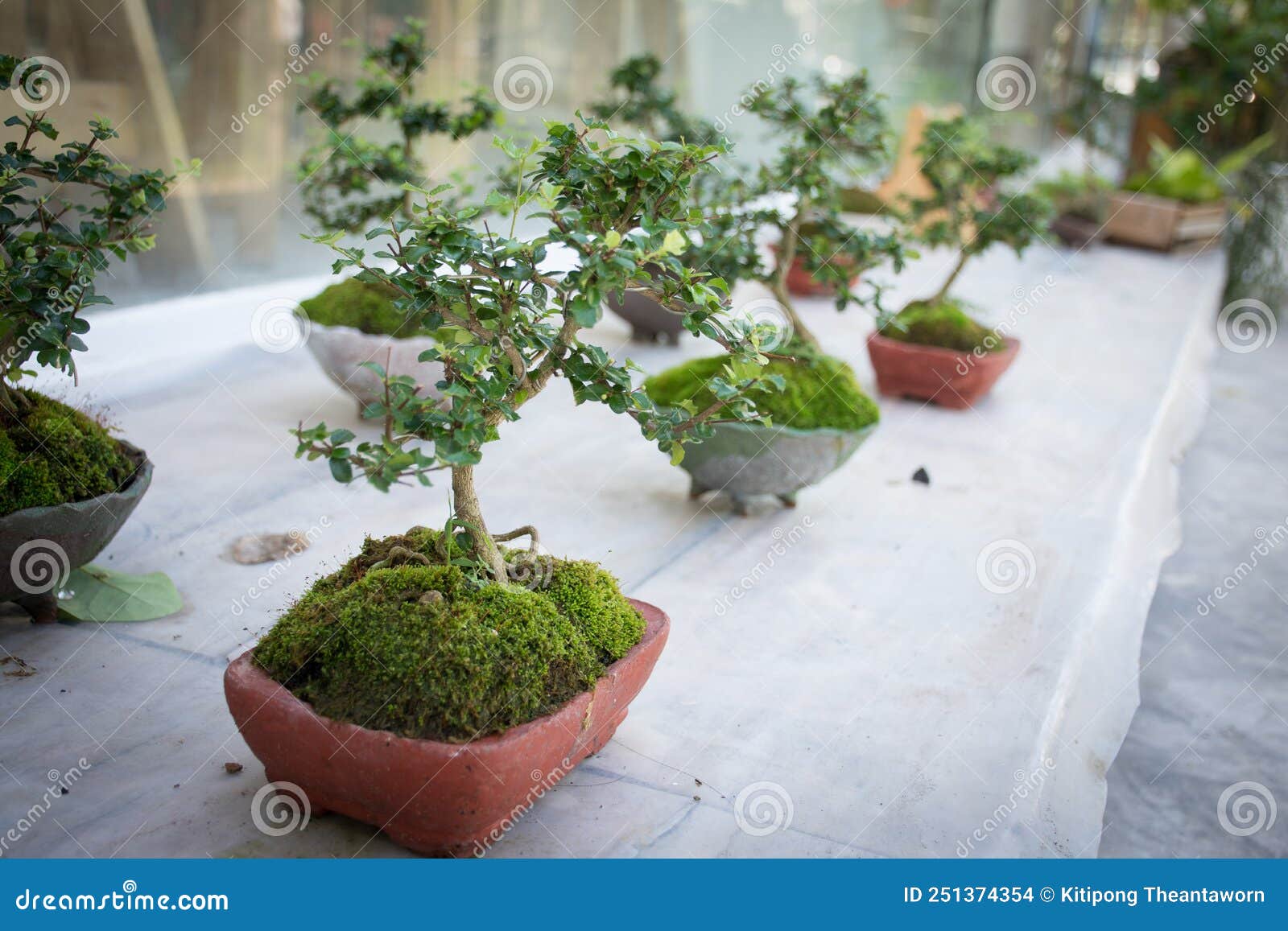 Bonsai trees on the table. stock photo. Image of earth - 251374354