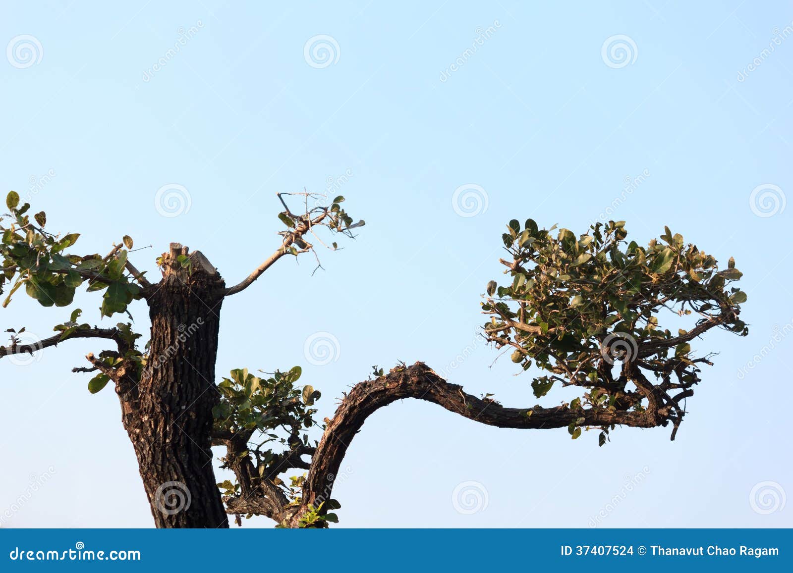 Bonsai trees stock photo. Image of botany, decoration - 37407524