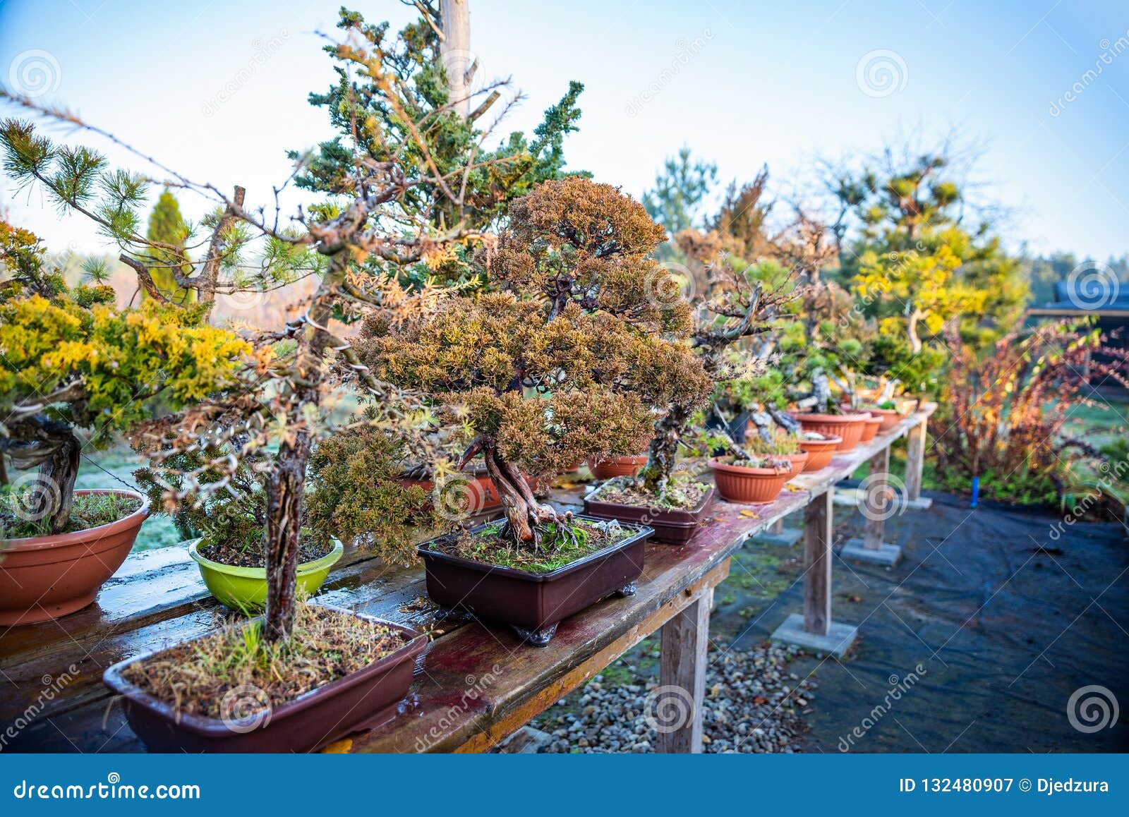 Bonsai Trees on Wooden Table Stock Image - Image of bonsai, cultivating ...