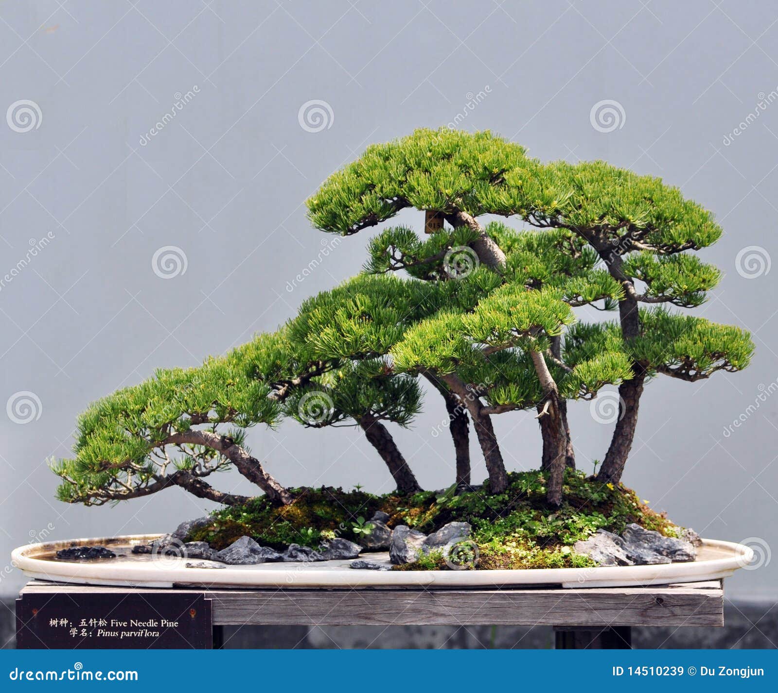 Bonsai van pijnboom stock afbeelding. Image of traditioneel - 14510239