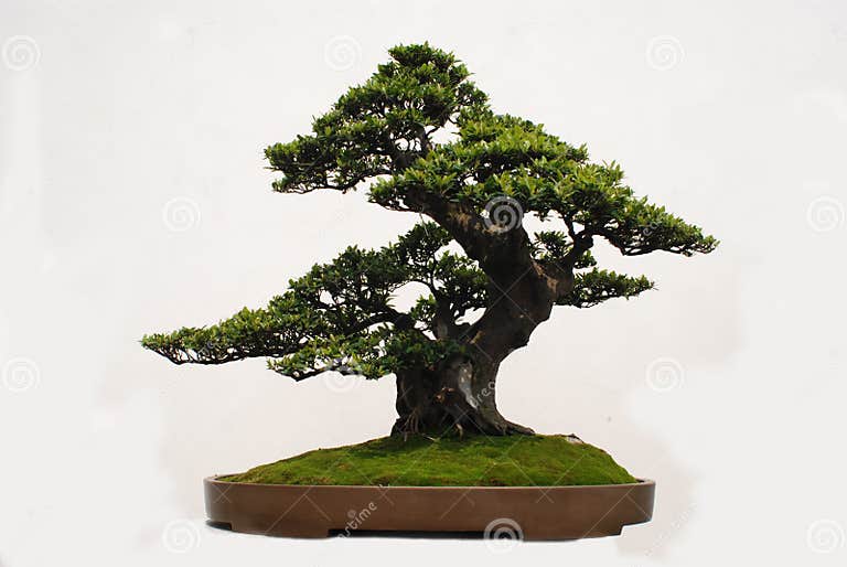 Bonsai of Yaccatree stock image. Image of garden, landscape - 4272275