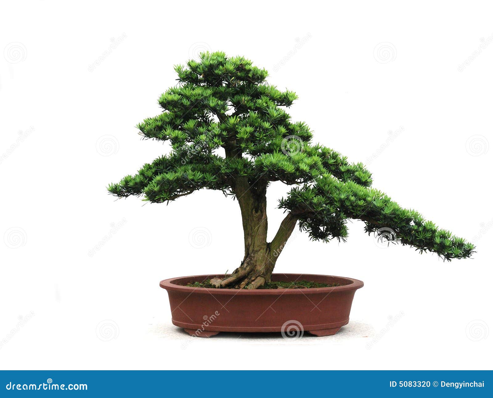 The bonsai of yaccatree stock photo. Image of tree, chinese - 5083320