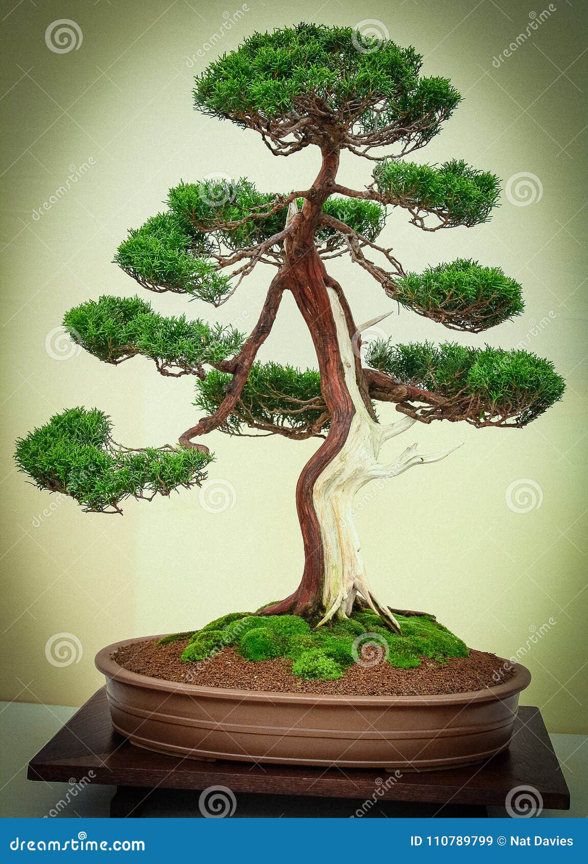 Bonsaiboom Met Tweekleurige Boomstam Stock Afbeelding - Image of status ...