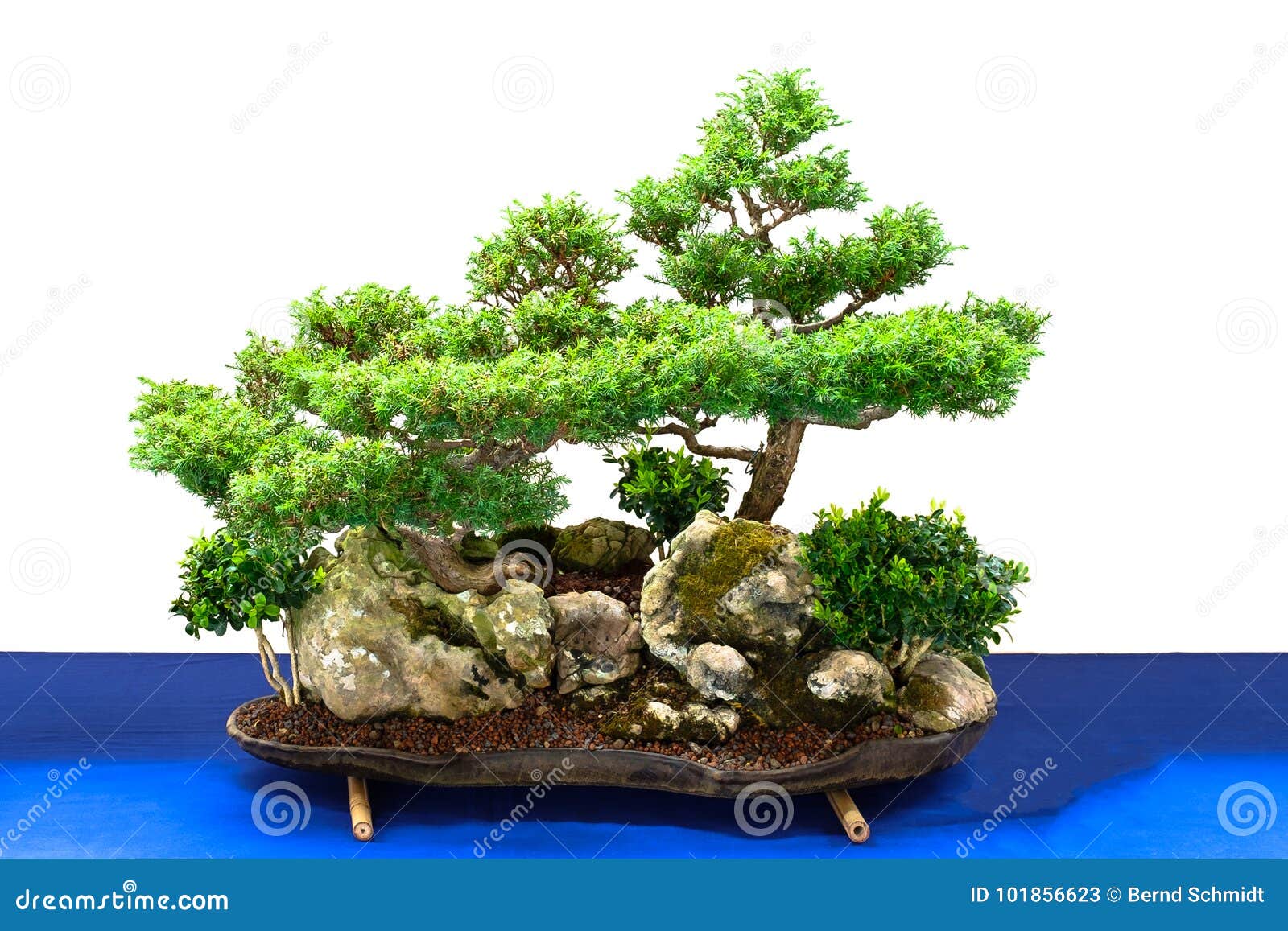 Bonsailandschap Met Cipres En Bukshoutbomen Stock Afbeelding - Image of ...