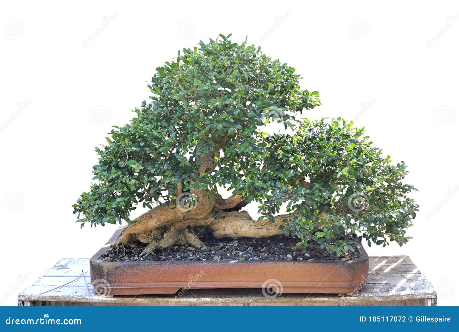 Bonsais De Una Ceniza Común Foto de archivo - Imagen de planta, arte ...