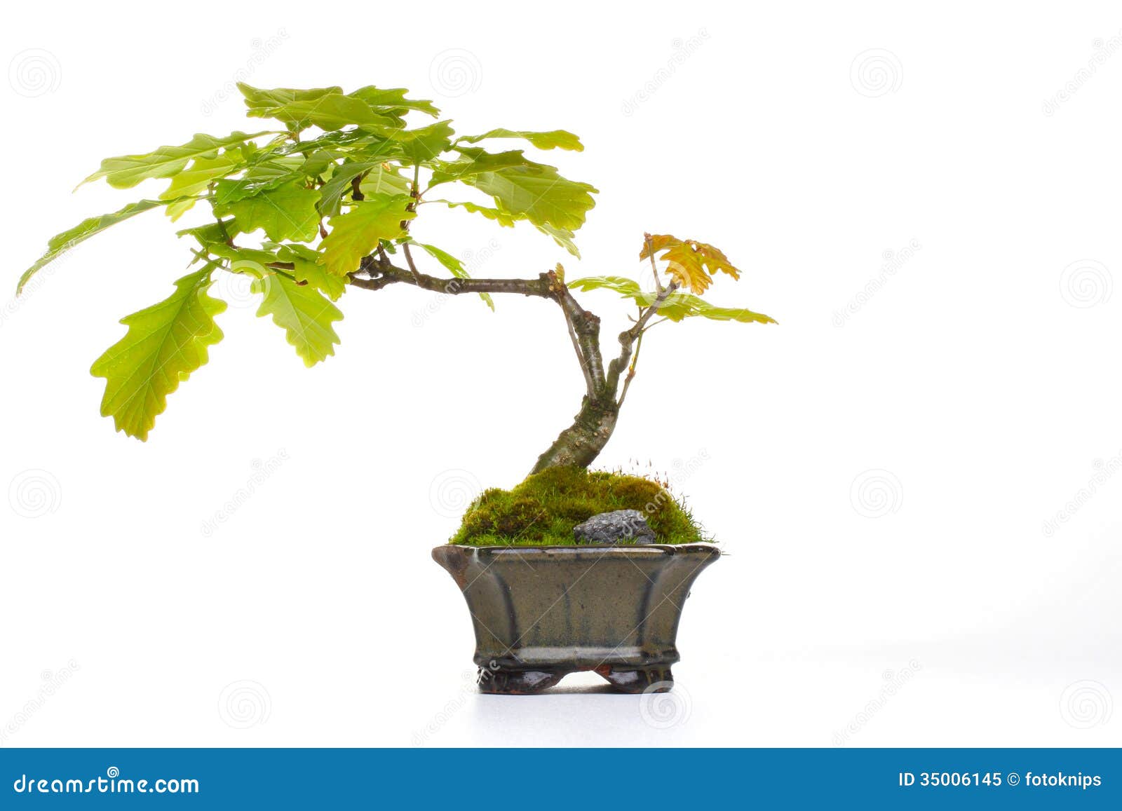 Bonsais del roble imagen de archivo. Imagen de rosa, crecimiento - 35006145