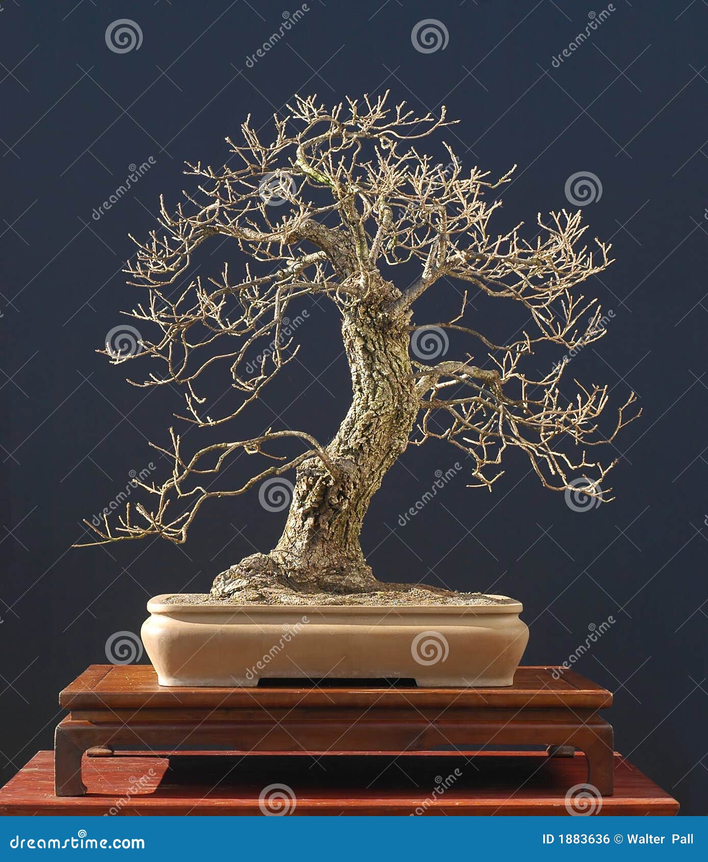 Bonsais Del Roble En Invierno Foto de archivo - Imagen de invierno ...