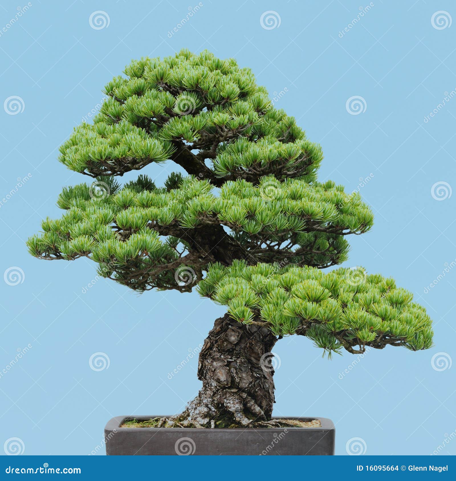 Bonsais Japoneses Del Pino Blanco Foto de archivo - Imagen de planta ...