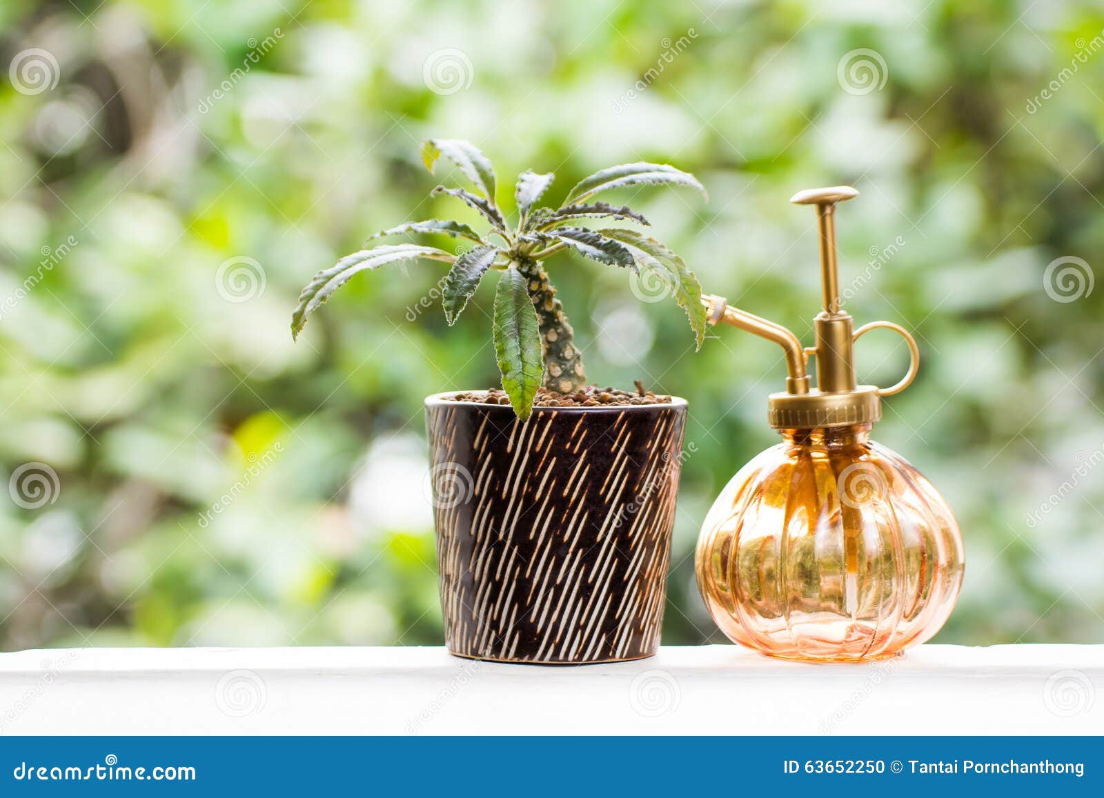 Bonsaïs Exotiques De Belle Petite Noix De Coco Photo stock - Image du fond, nature: 63652250