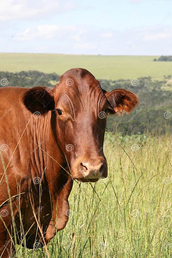 Bonsmara Cow stock image. Image of pastuire, wwatch, portrait - 11638473
