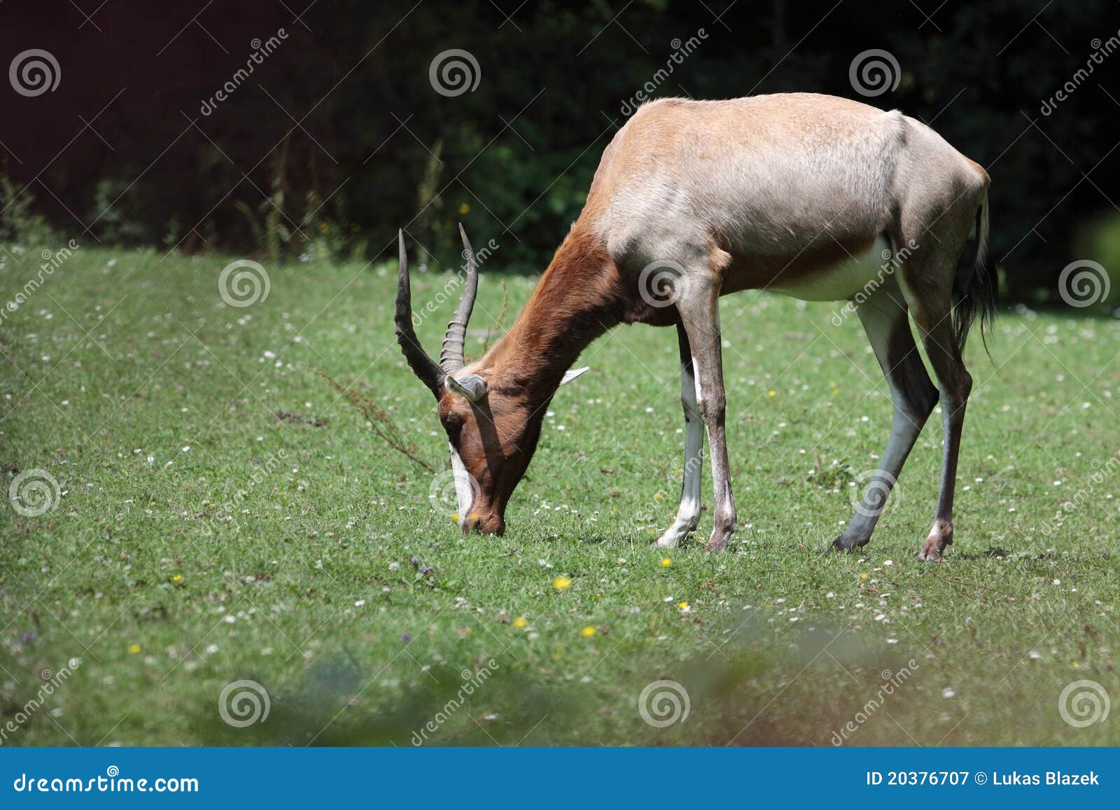 Bontebok stock image. Image of mammal, pygarus, damaliscus - 20376707