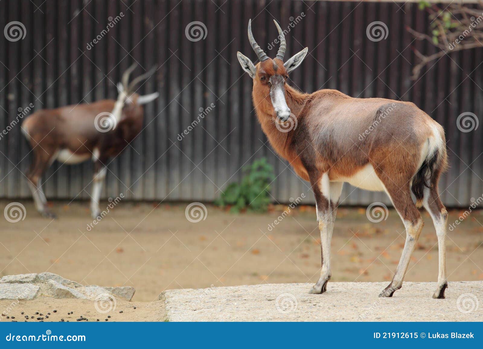 Bontebok stock image. Image of bontebok, phillipsi, nature - 21912615