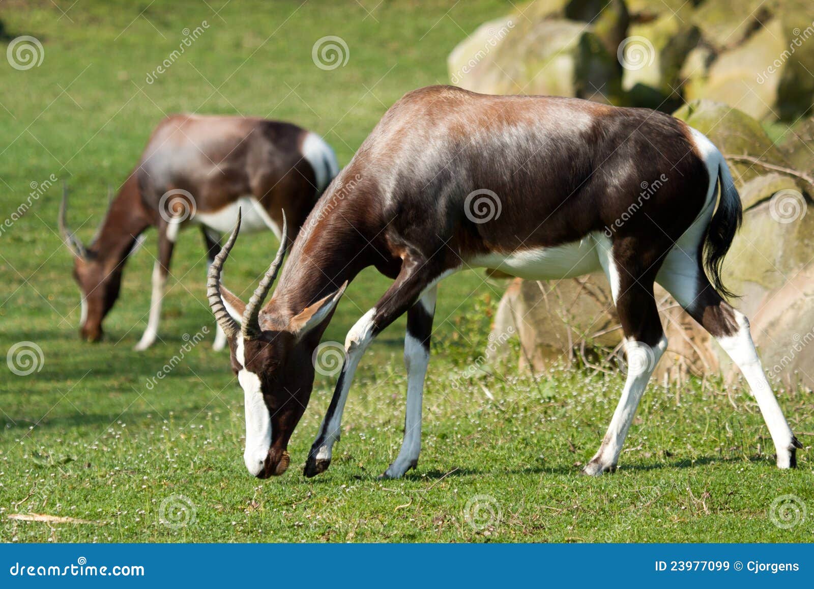 Bontebok stock image. Image of america, animal, herbivorous - 23977099