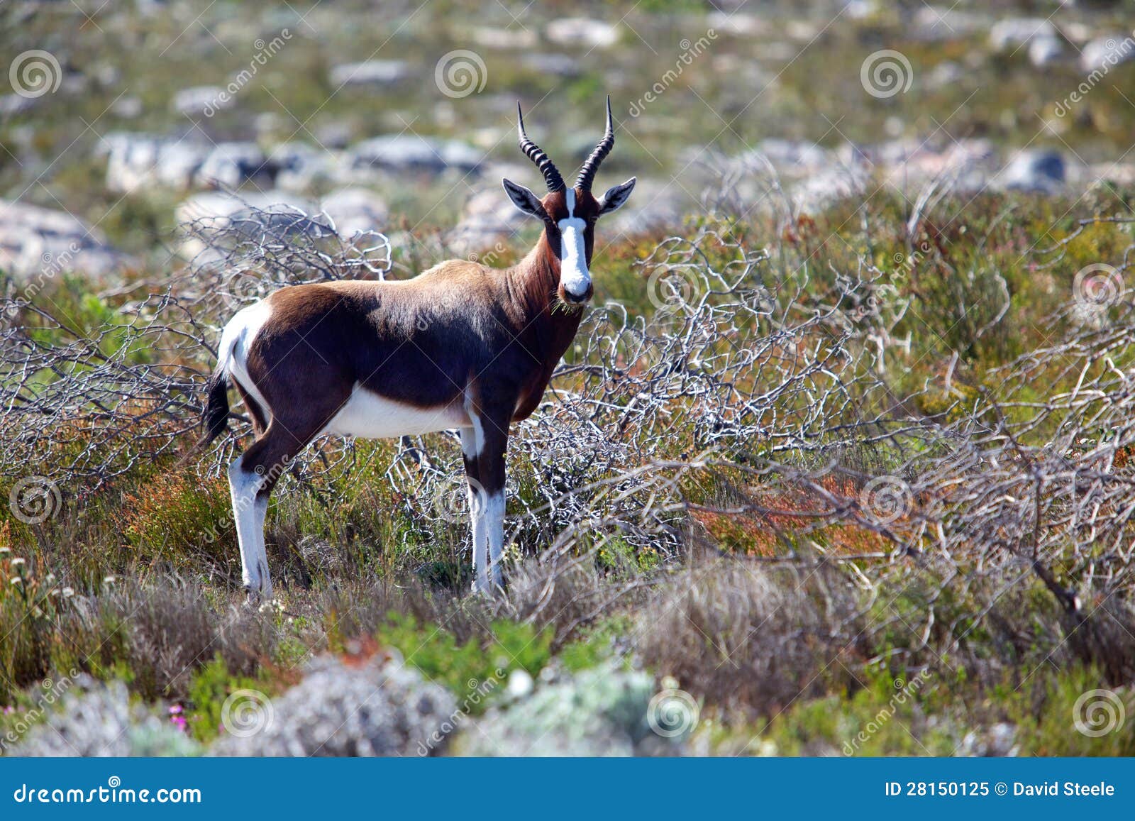 Bontebok stock image. Image of wilderness, animal, species - 28150125
