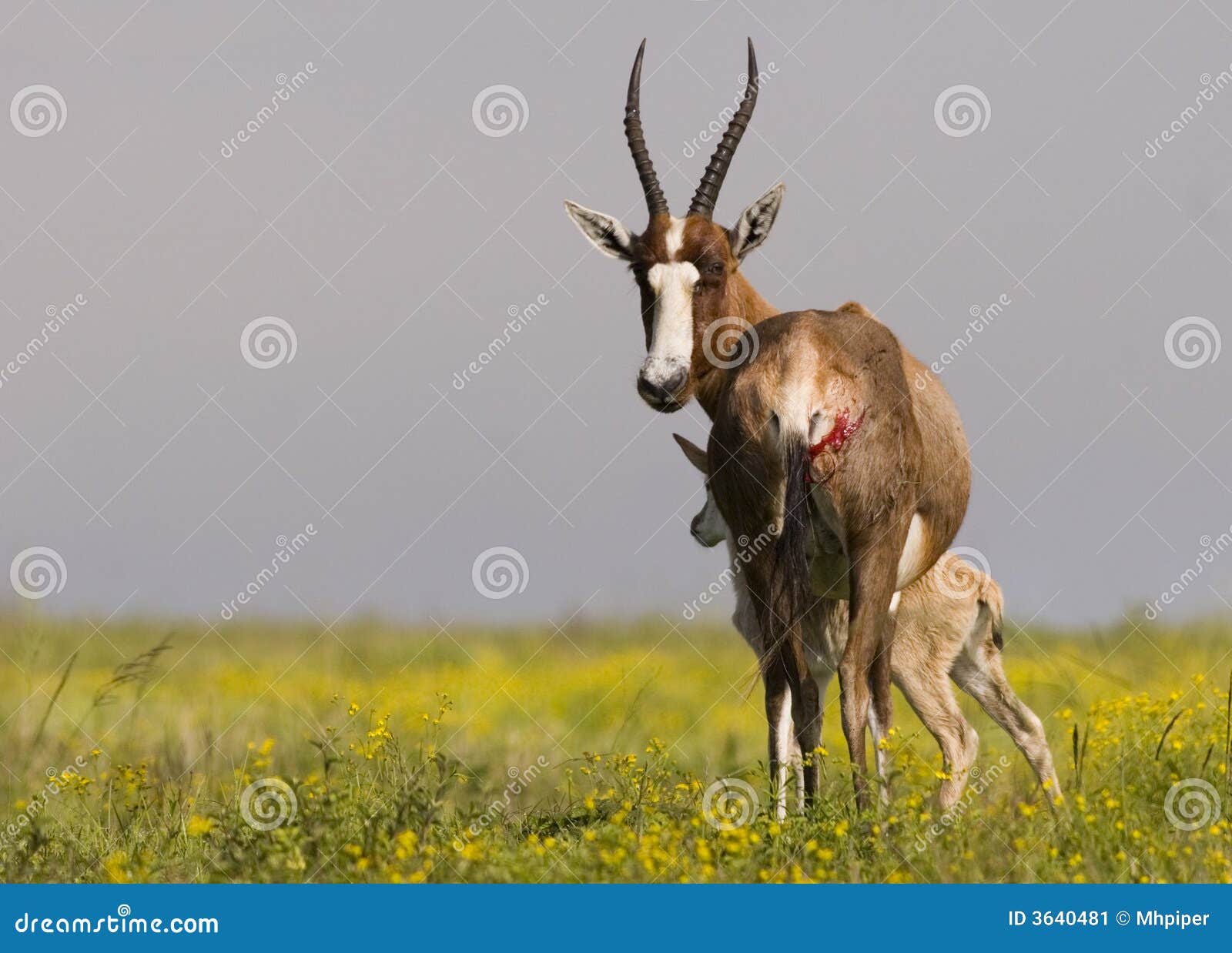 Bontebok stock image. Image of flowers, mammal, calf, animal - 3640481