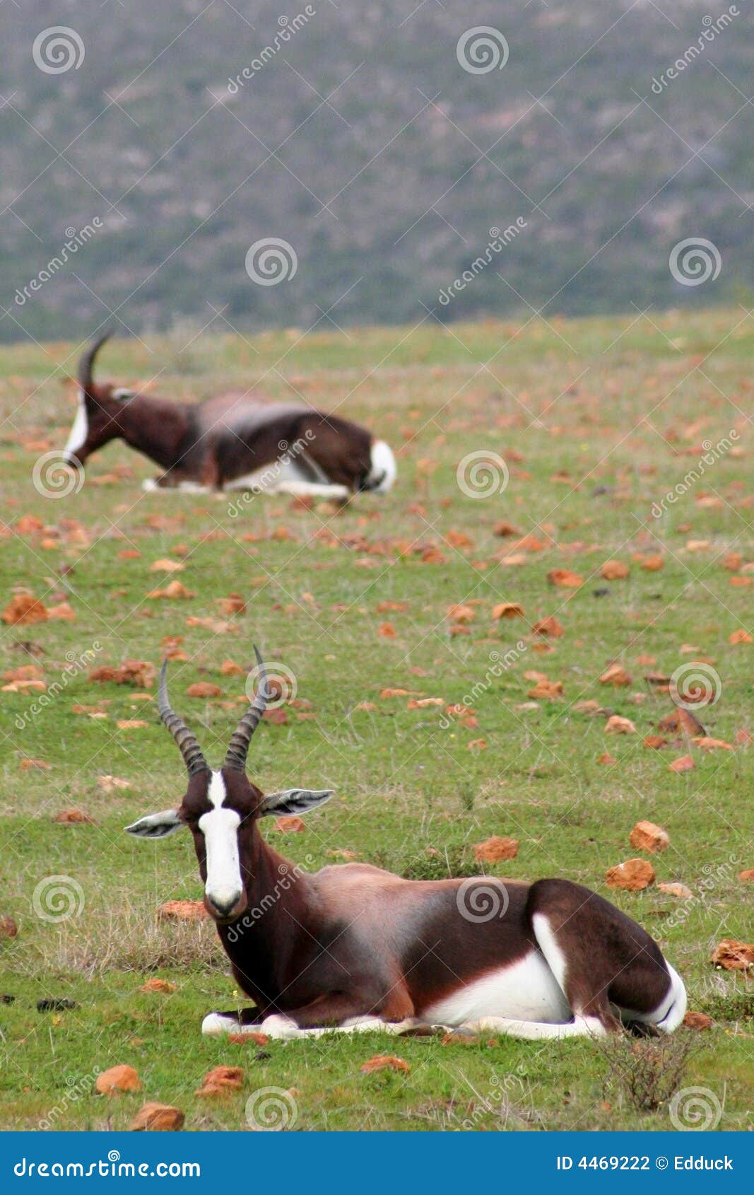 Bontebok stock photo. Image of rare, endangered, buck - 4469222