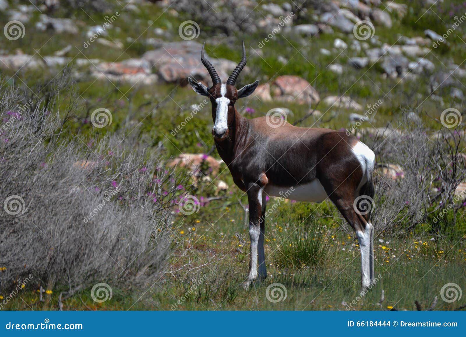 Bontebok stock photo. Image of horned, wildlife, animal - 66184444