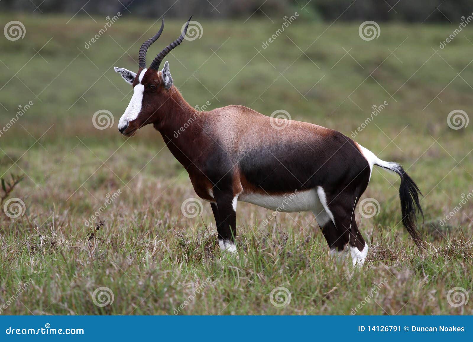 Bontebok Antelope stock image. Image of south, closeup - 14126791
