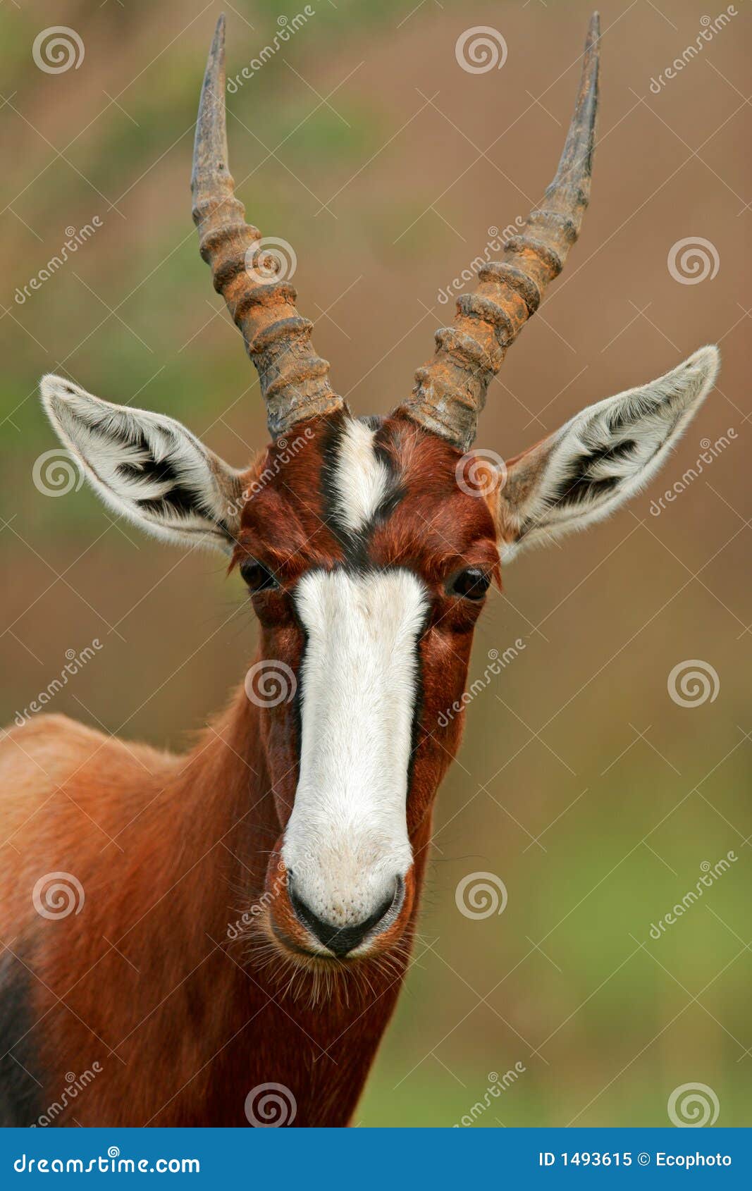 Bontebok antelope stock image. Image of african, antelope - 1493615