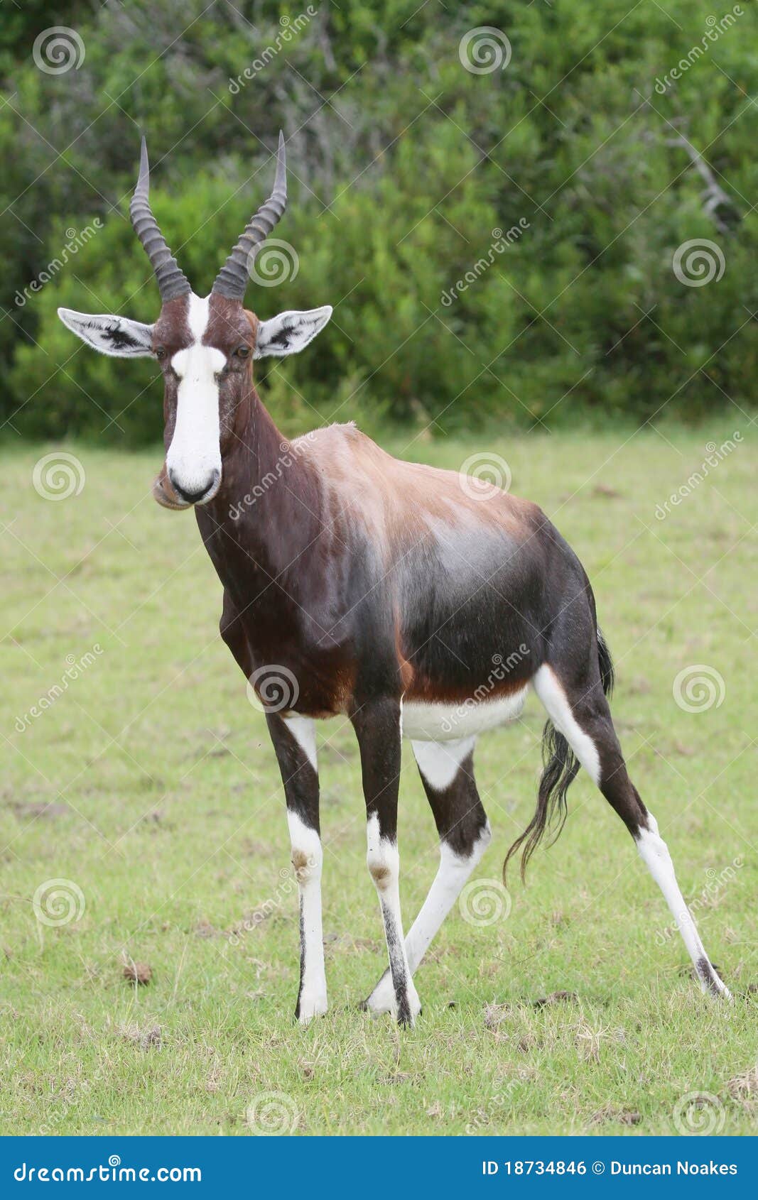 Bontebok Antelope stock photo. Image of blesbok, africa - 18734846