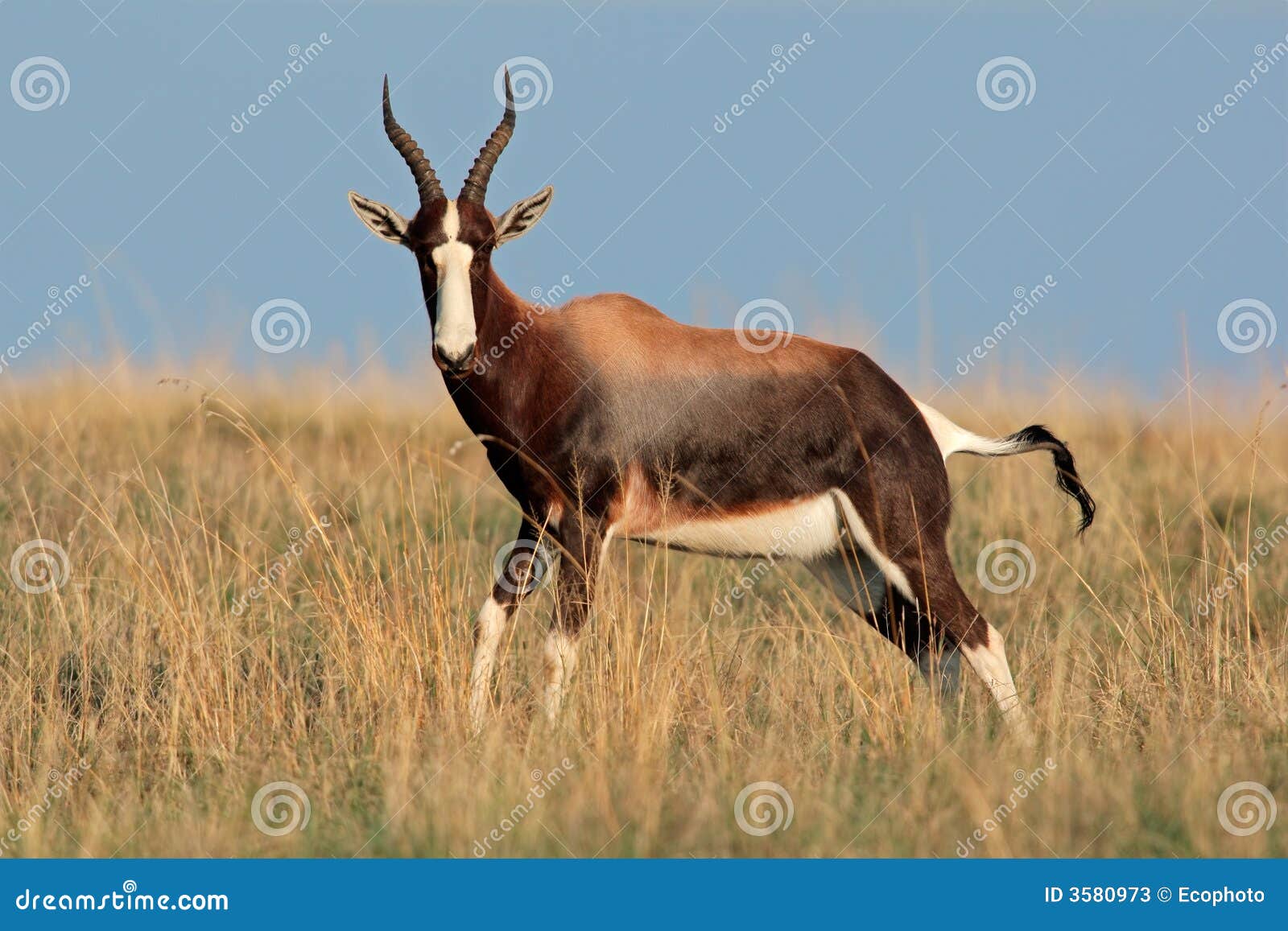 Bontebok antelope stock image. Image of southern, african - 3580973