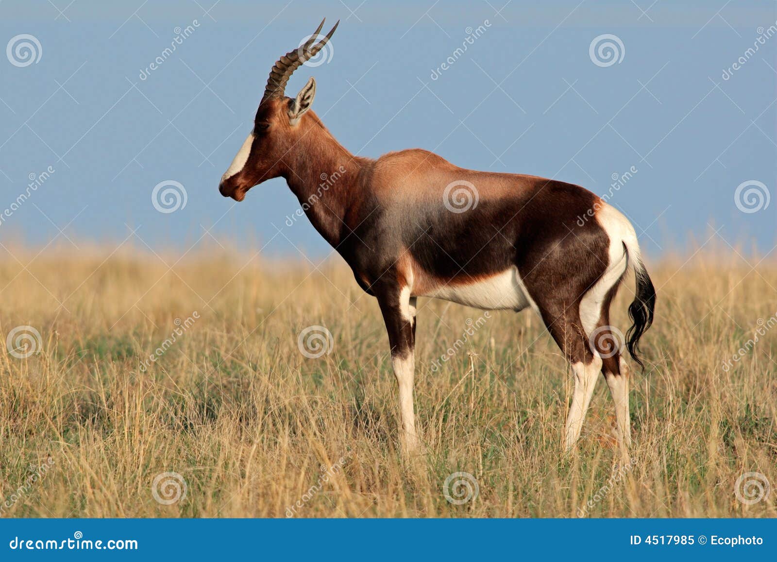 Bontebok antelope stock image. Image of grassland, damaliscus - 4517985
