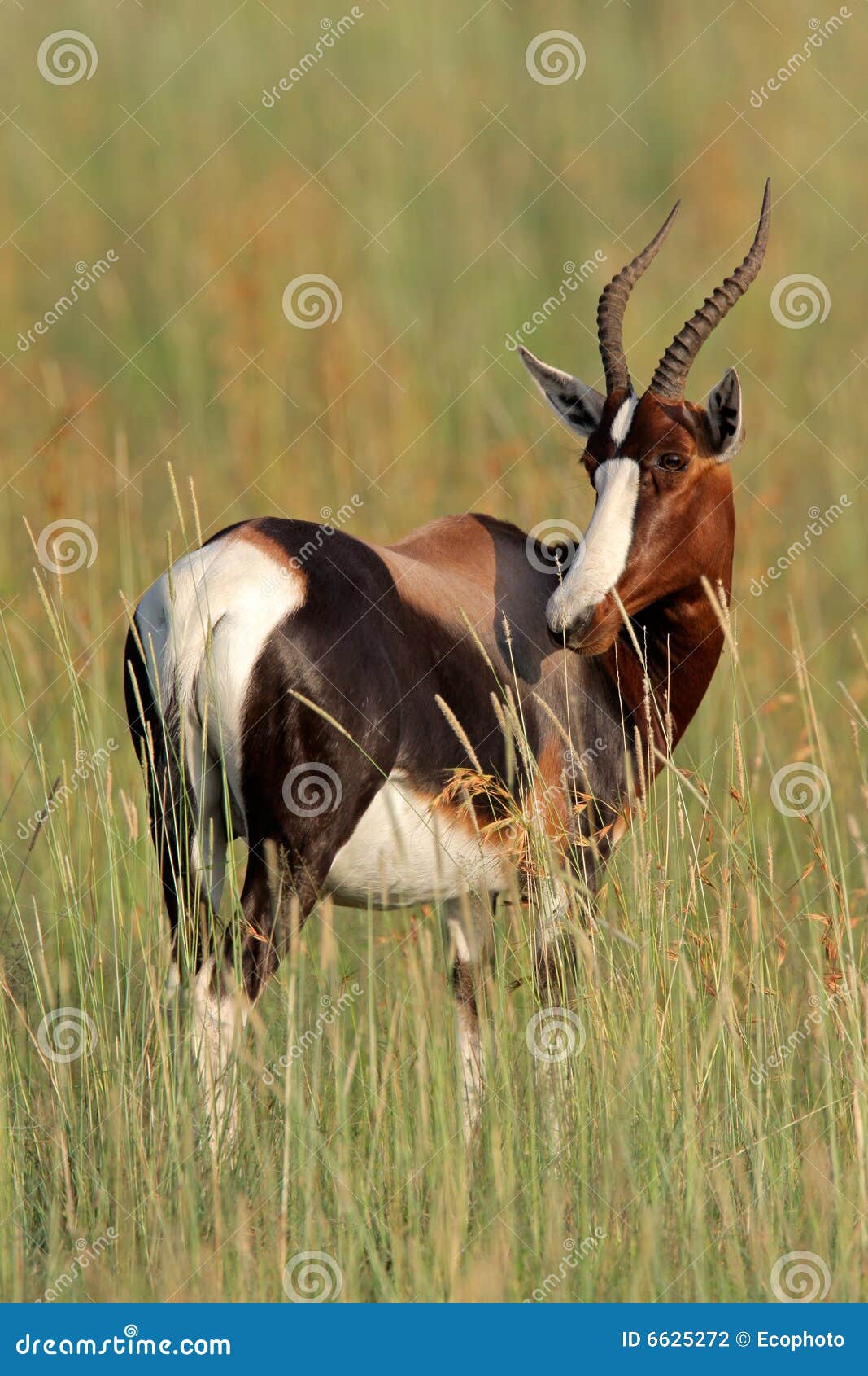 Bontebok antelope stock photo. Image of south, wild, mammal - 6625272