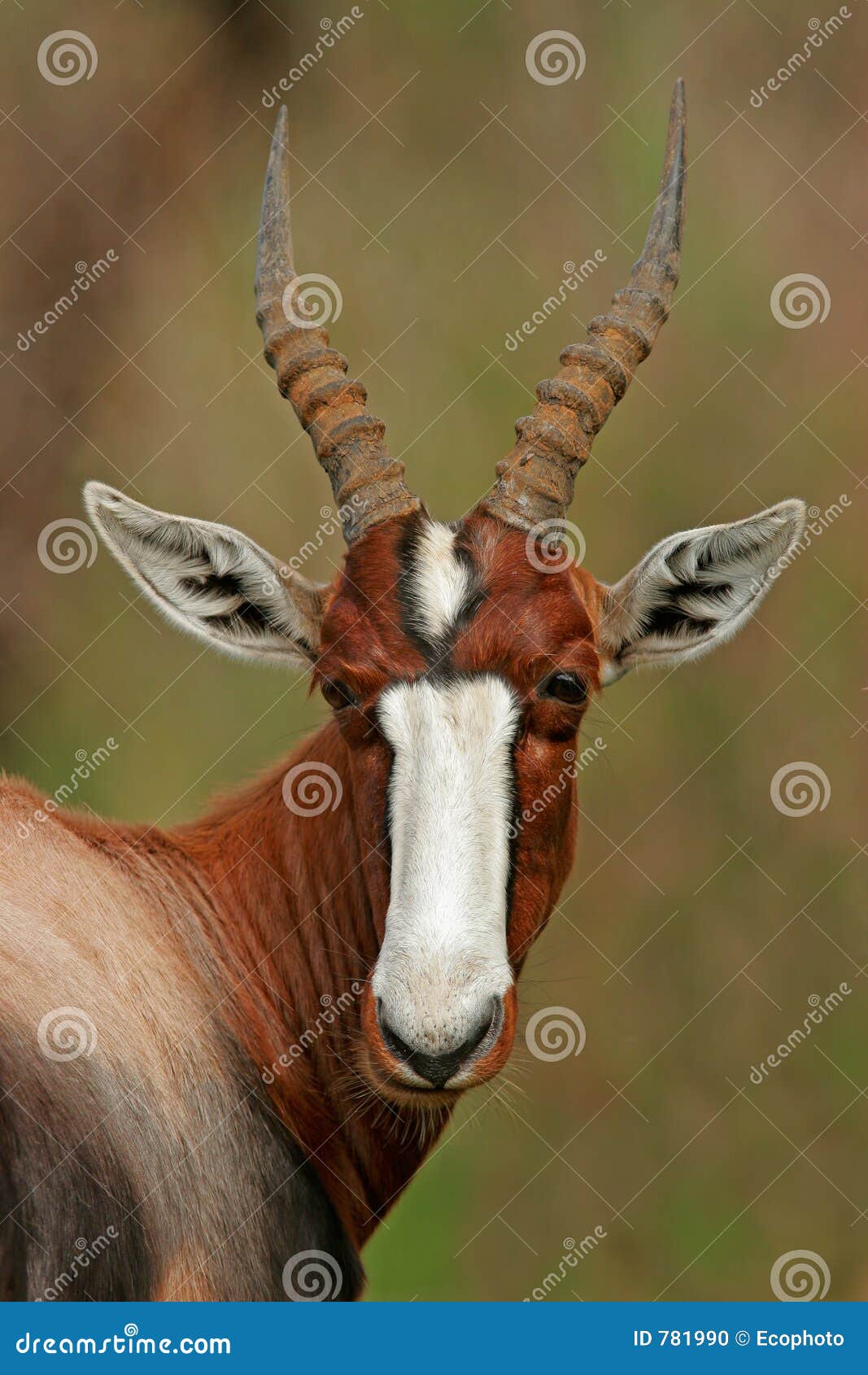Bontebok antelope stock photo. Image of damaliscus, nature - 781990