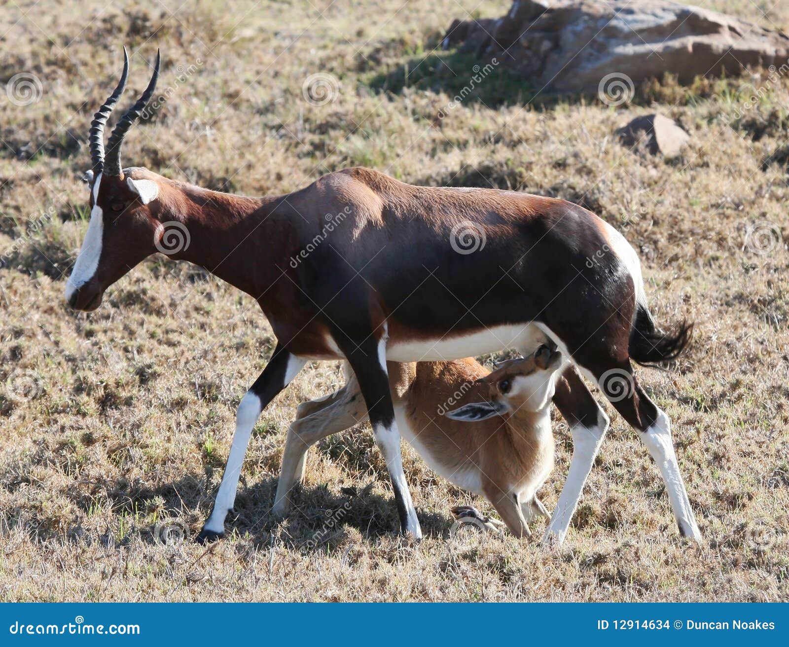 Bontebok Antelope Baby stock photo. Image of protecting - 12914634