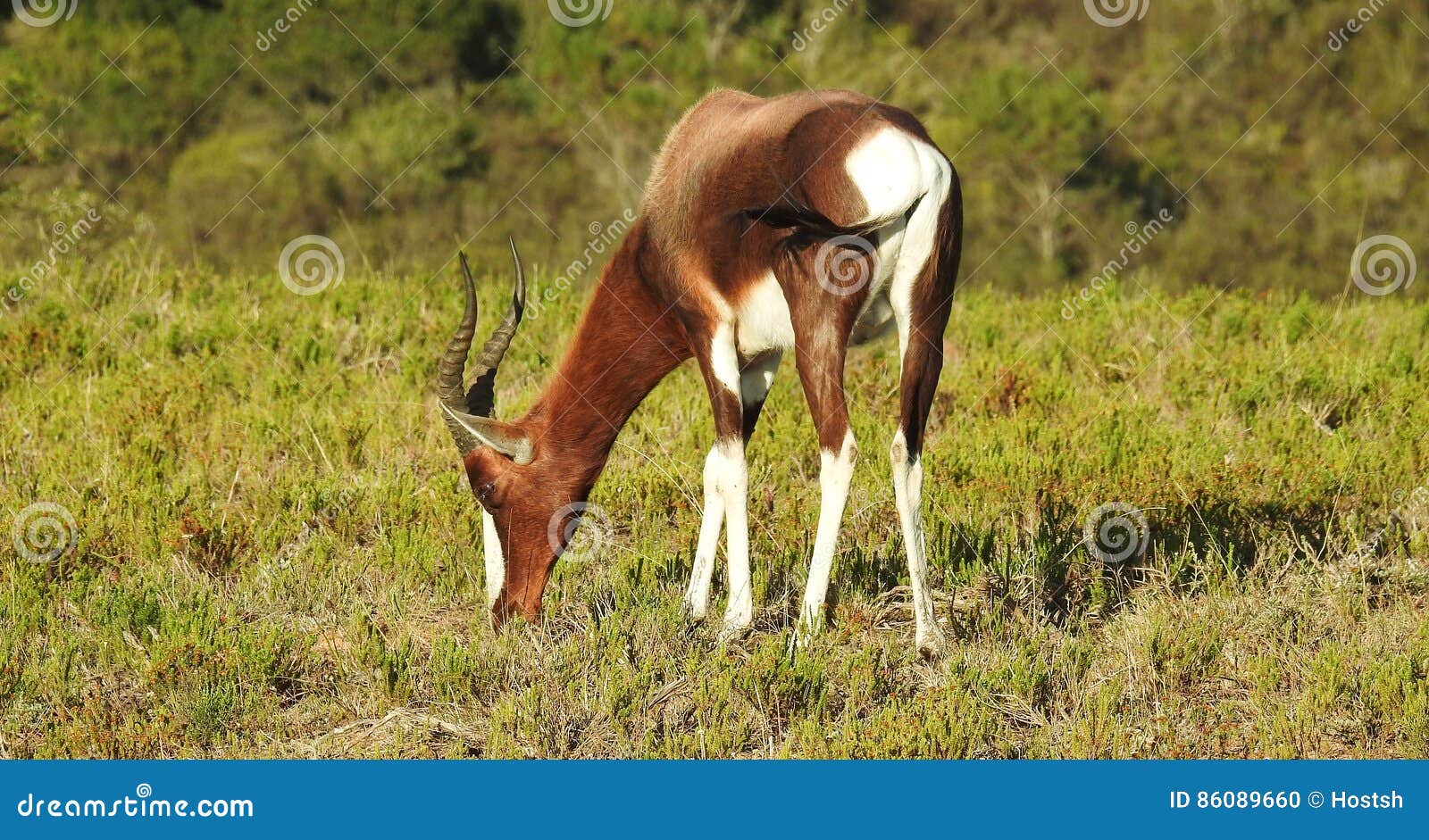Bontebok Antelope stock photo. Image of female, africas - 86089660