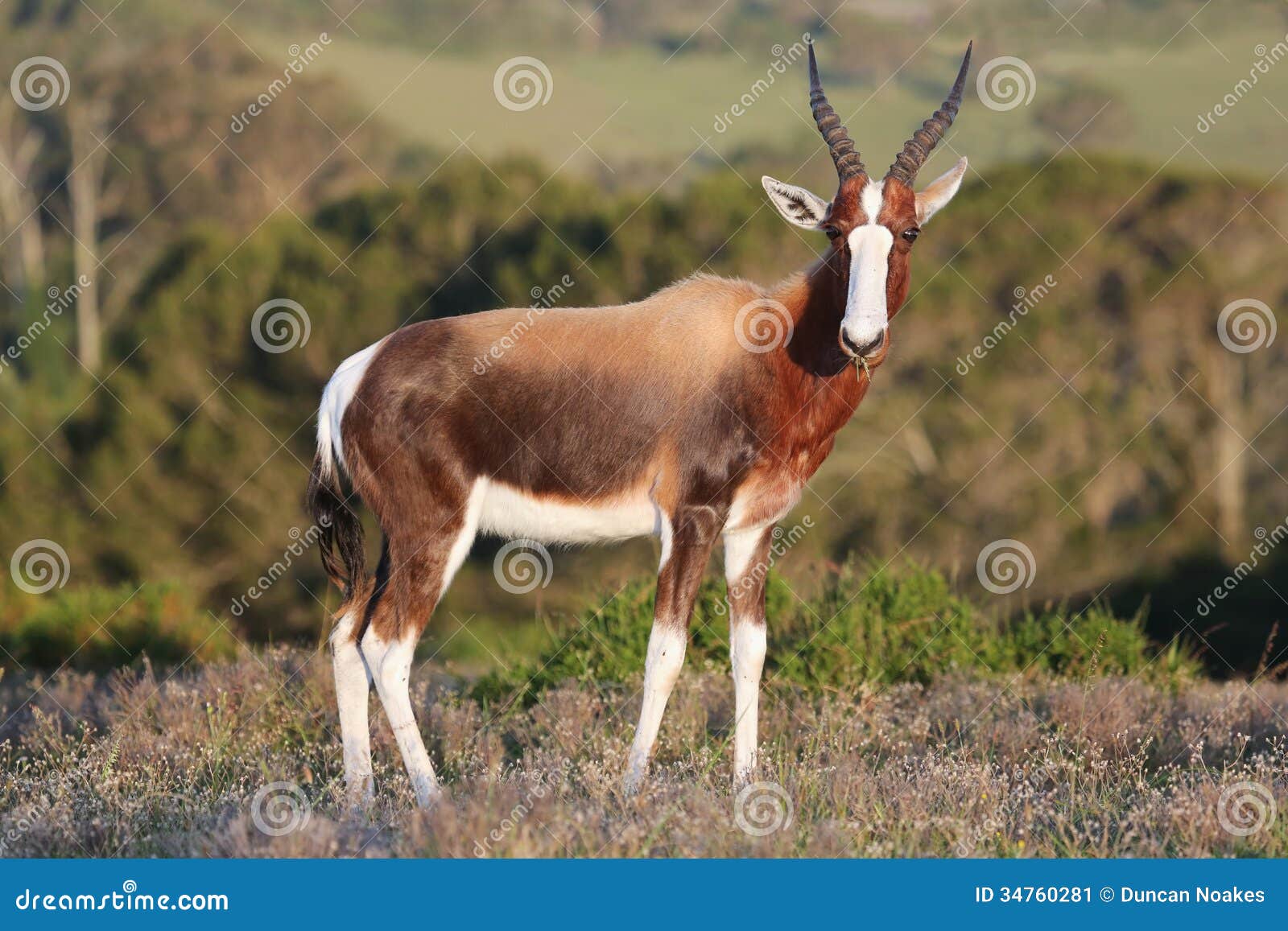 Bontebok Antelope stock image. Image of buck, africa - 34760281