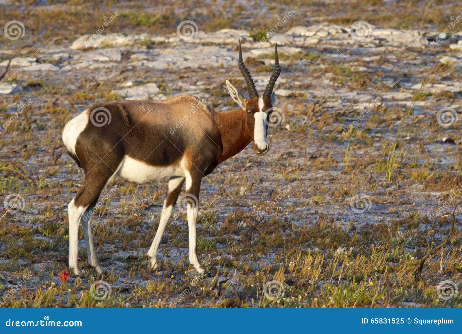 Bontebok antelope stock image. Image of wilderness, park - 65831525