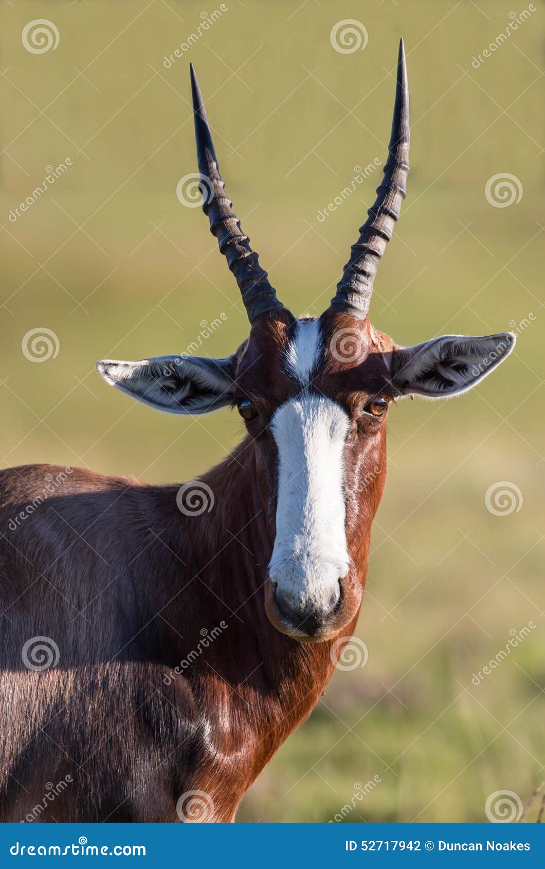 Bontebok Antelope stock photo. Image of pointed, look - 52717942