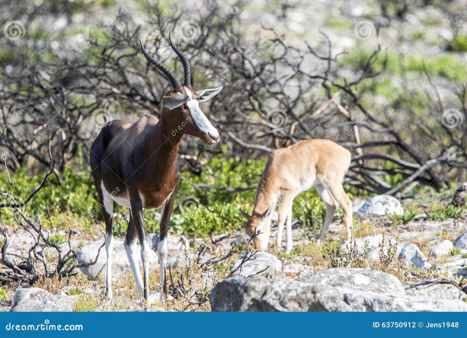 Bontebok stock photo. Image of closeup, fauna, species - 63750912